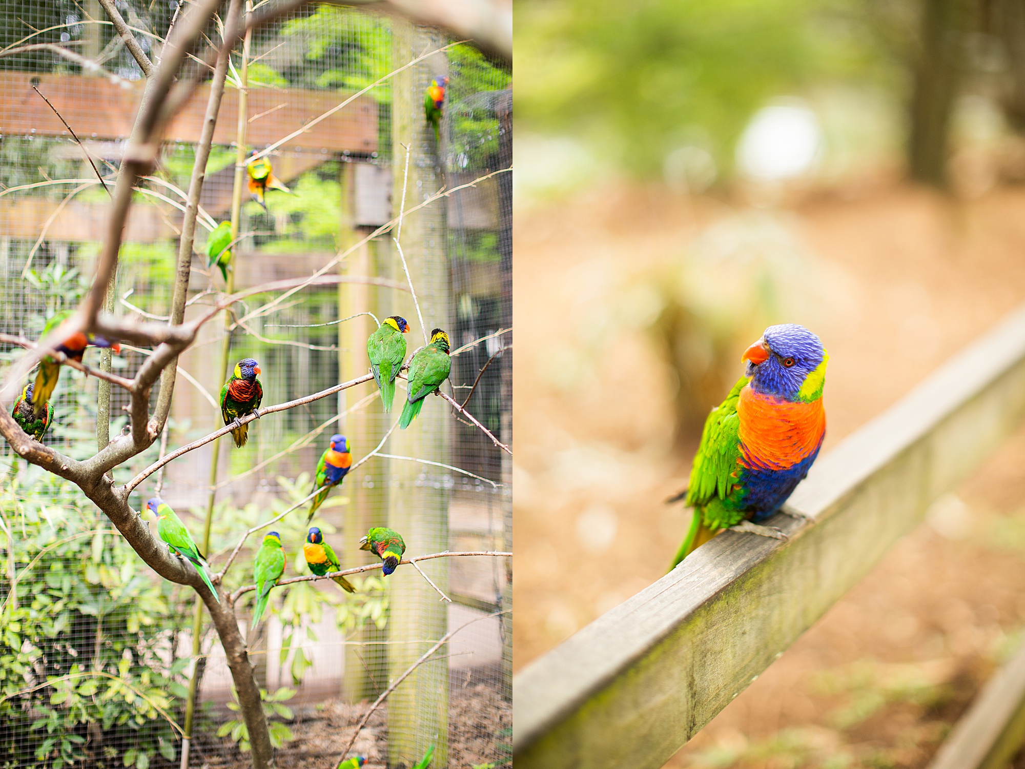 The Birmingham Zoo, Birmingham AL: The Prichards - Eleanor Stenner